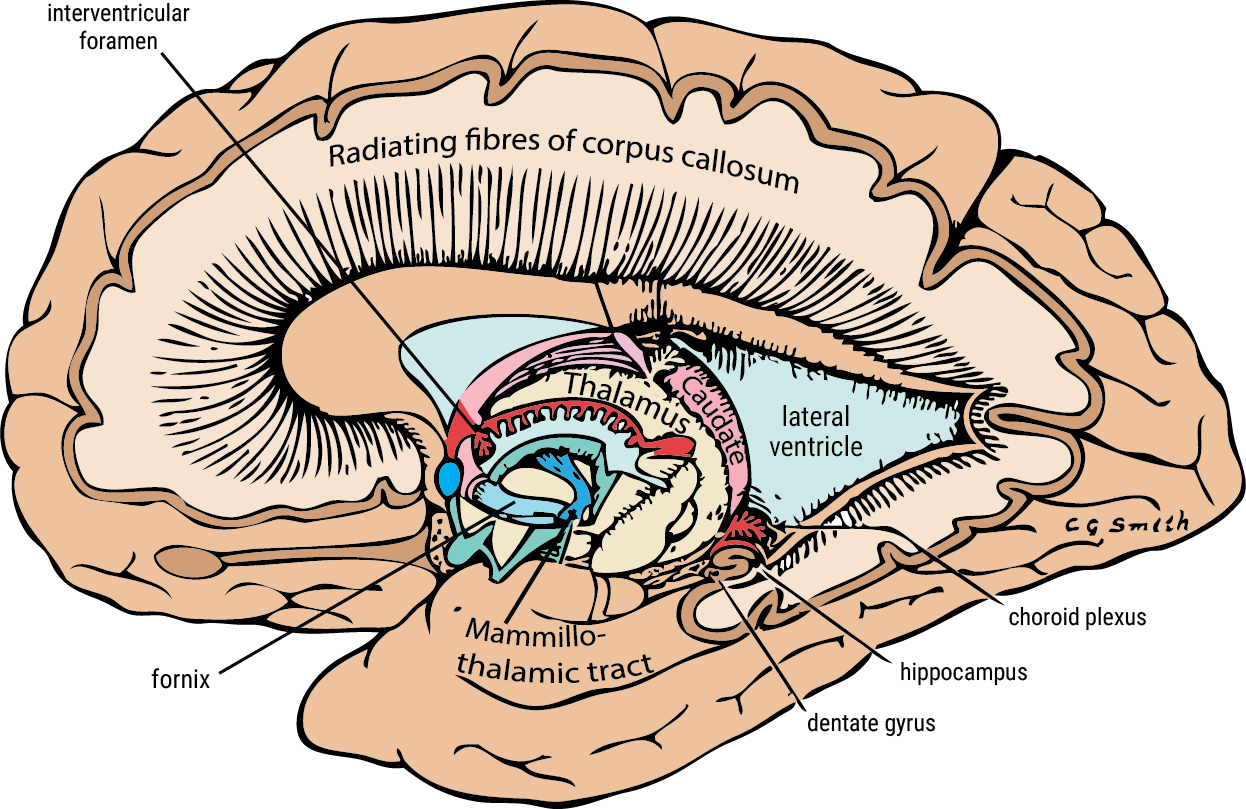 Choroid Plexus Diagram